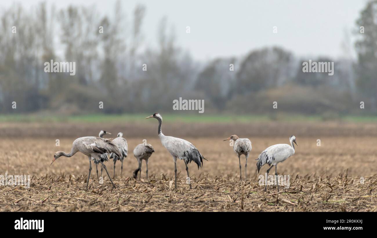 Cranes, Birds of Luck, Bird, Bird Migration, Flying Cranes, Autumn ...