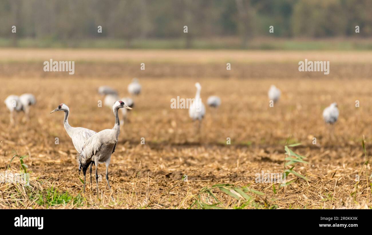 Cranes, Young cranes, Arable land, Fields, Corn, Corn field, Crane ...