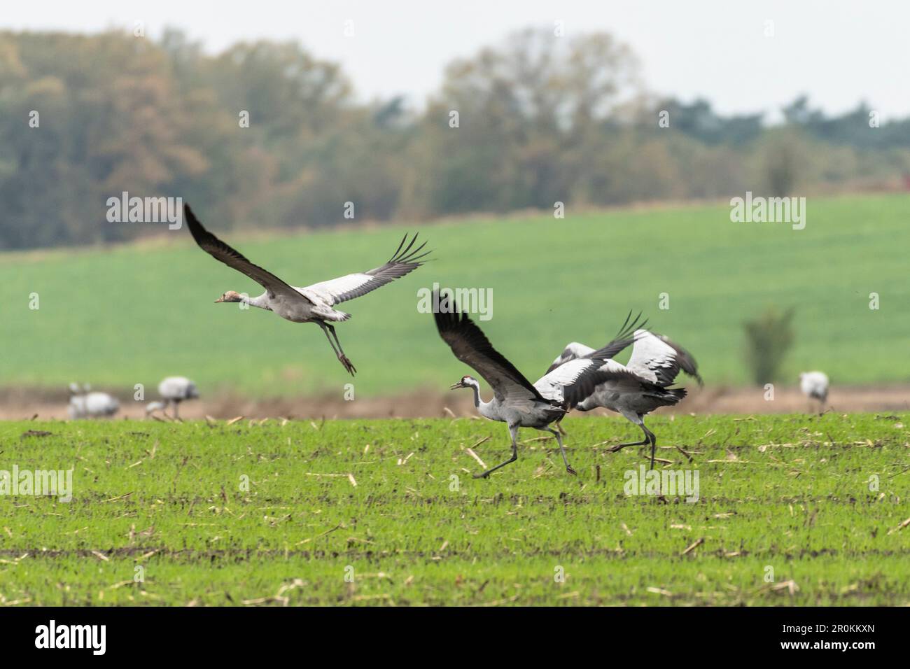 Flight study starting cranes, birds of luck, birds, flying cranes ...