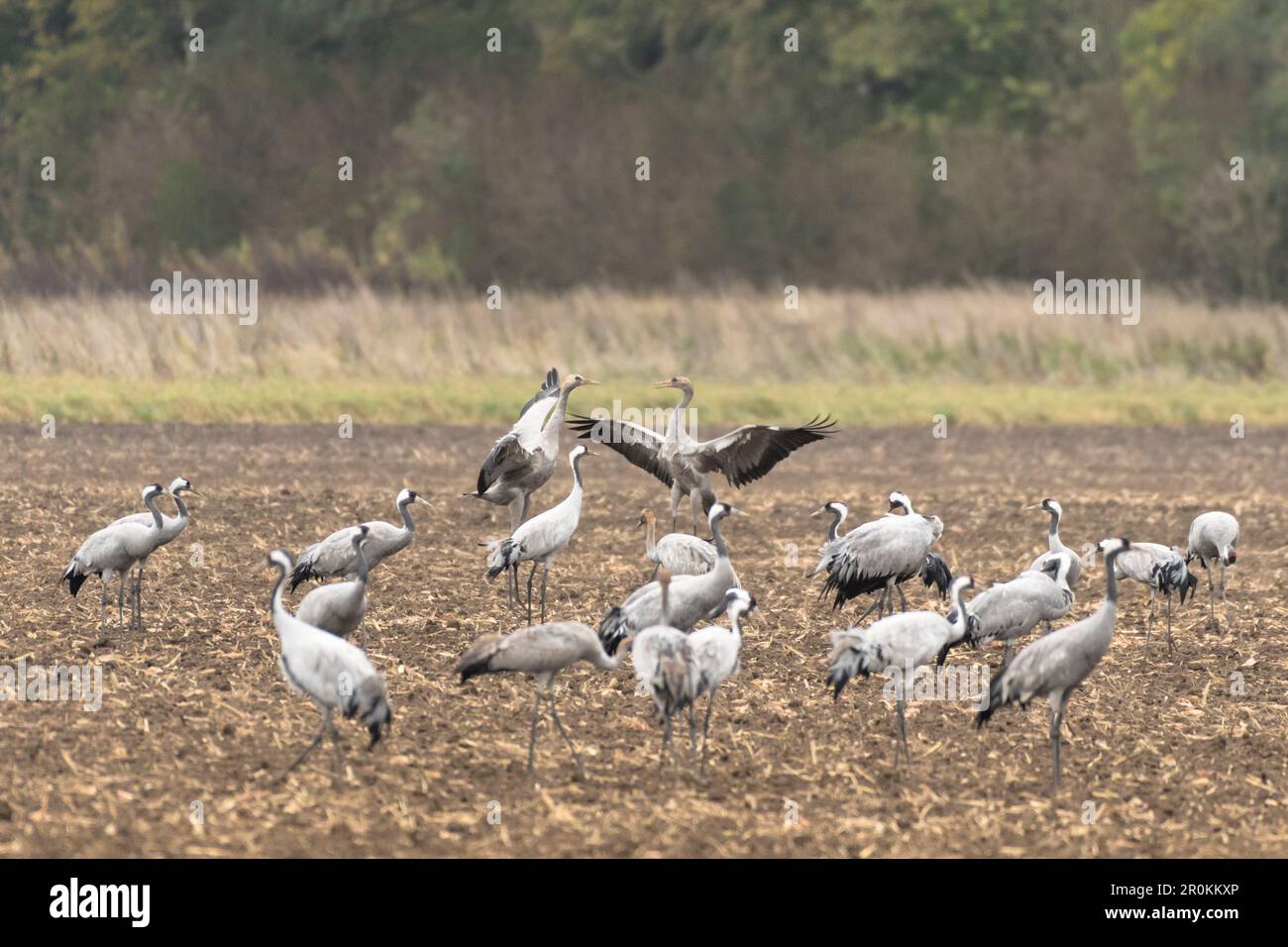Cranes, Food Intolerance, Eating, Birds of Luck, Birds, Bird Migration ...