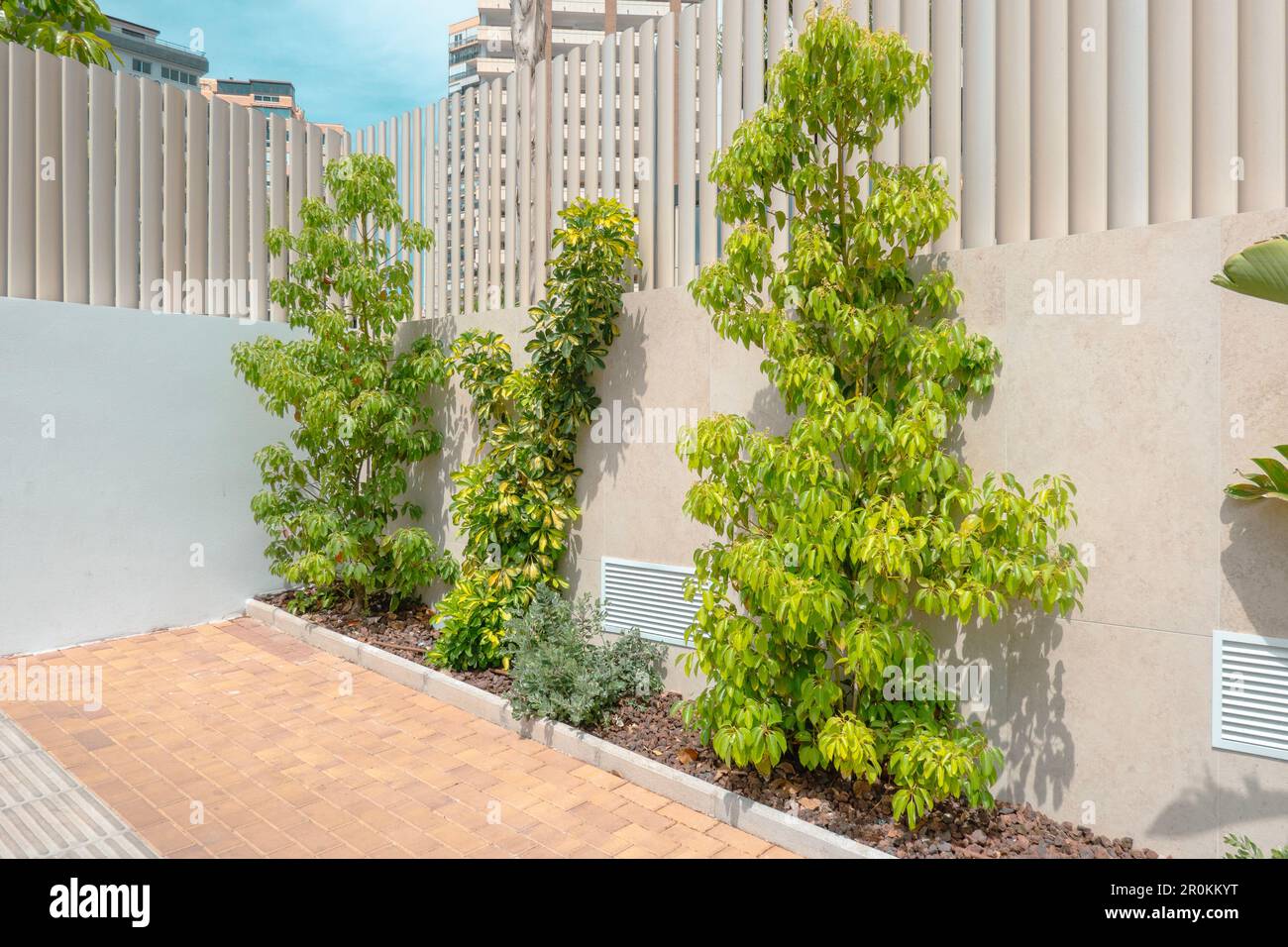 Modern design urban garden landscaping. Green plants mulched with ...