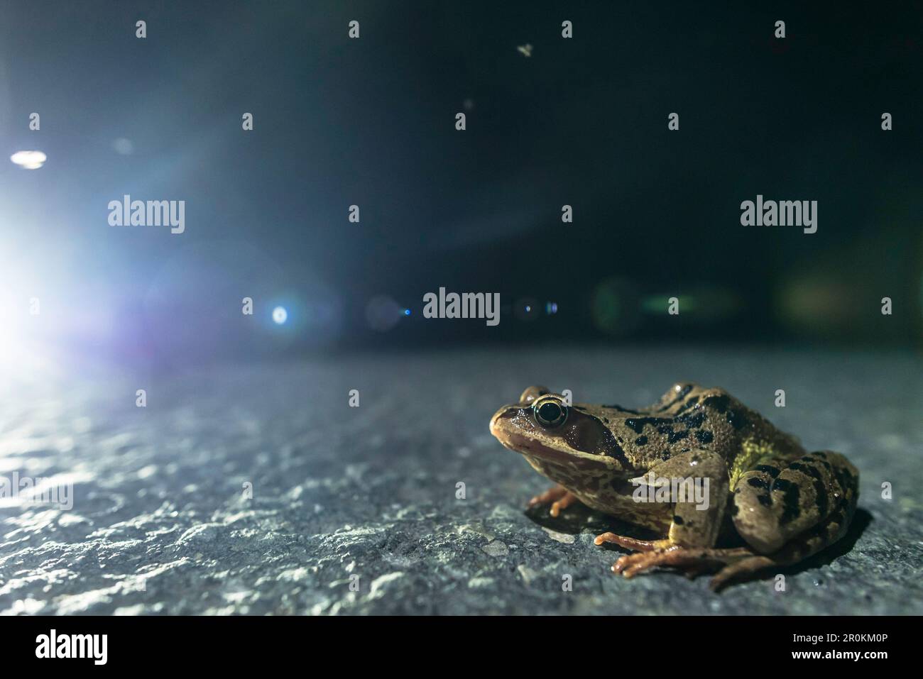 Harz, Saxony-Anhalt, nature, nature reserve, frog, frog walk, road ...