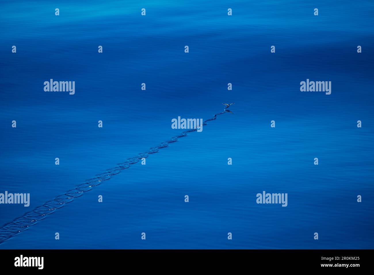 A flying fish glides over deep-blue waters, leaving repeating 'S' forms ...