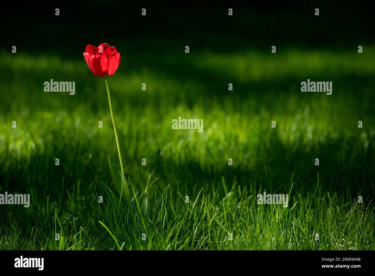 A solitary tulip is illuminated in a field of grass, Yuzhno-Sakhalinsk ...