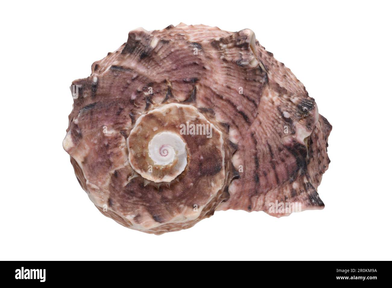 Spiral seashell isolated on the white background with clipping path ...