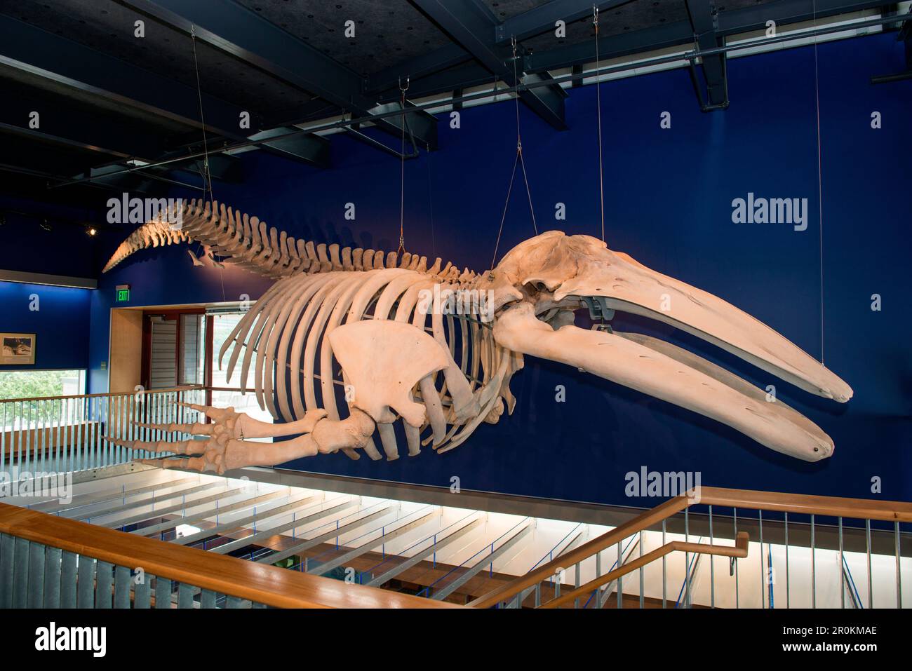 Gray Whale Skeleton
