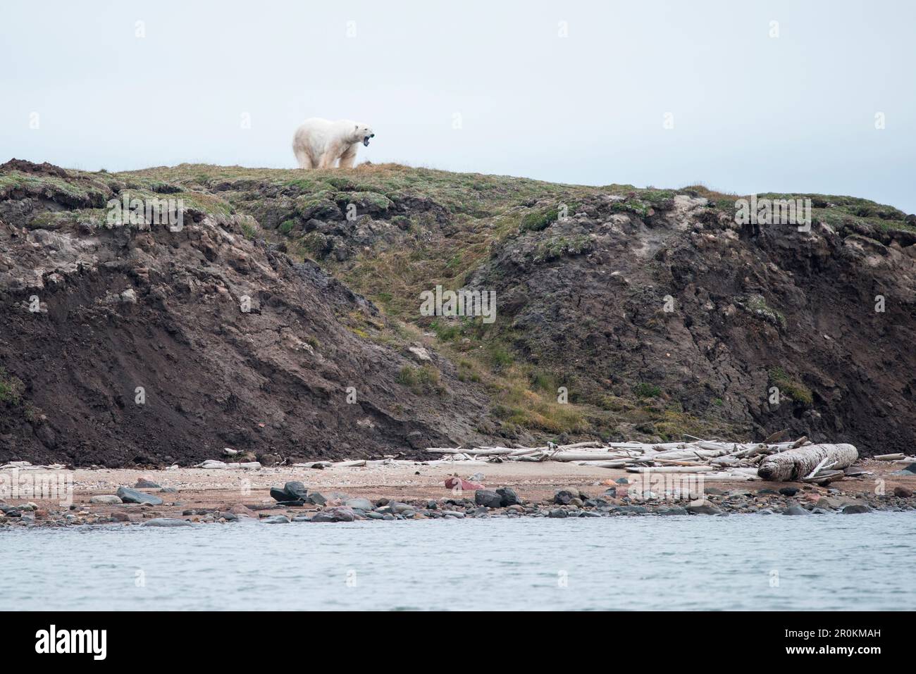 A polar bear (Ursus maritimus) yawns while looking down from an eroded ...