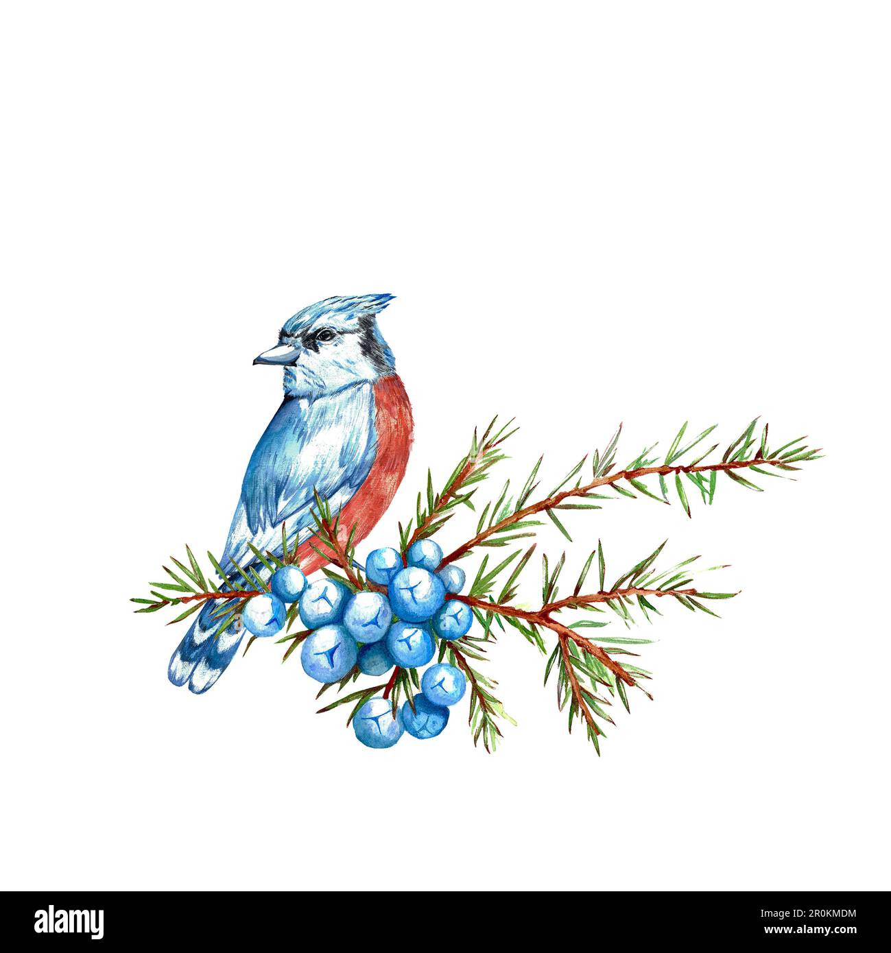 a set of watercolor elements. Forest birds, flowers, juniper, rose hips ...