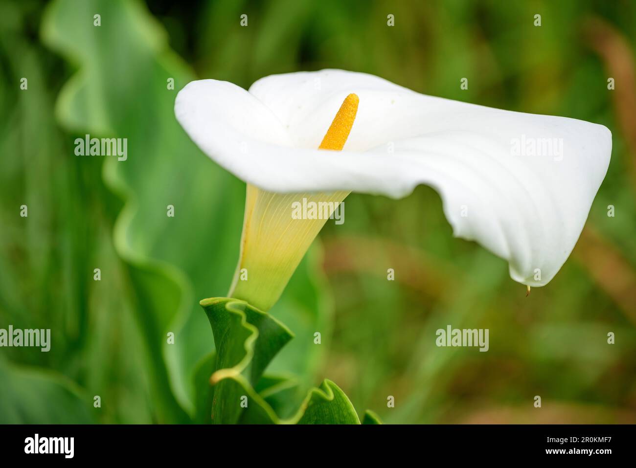 Waimamaku hi-res stock photography and images - Alamy