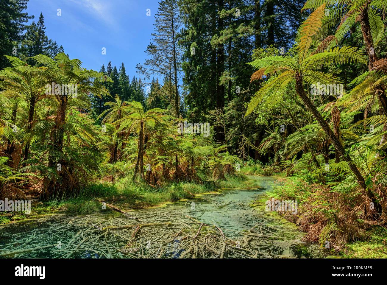 Stream flowing through forest with tree ferns, Redwood Forest ...