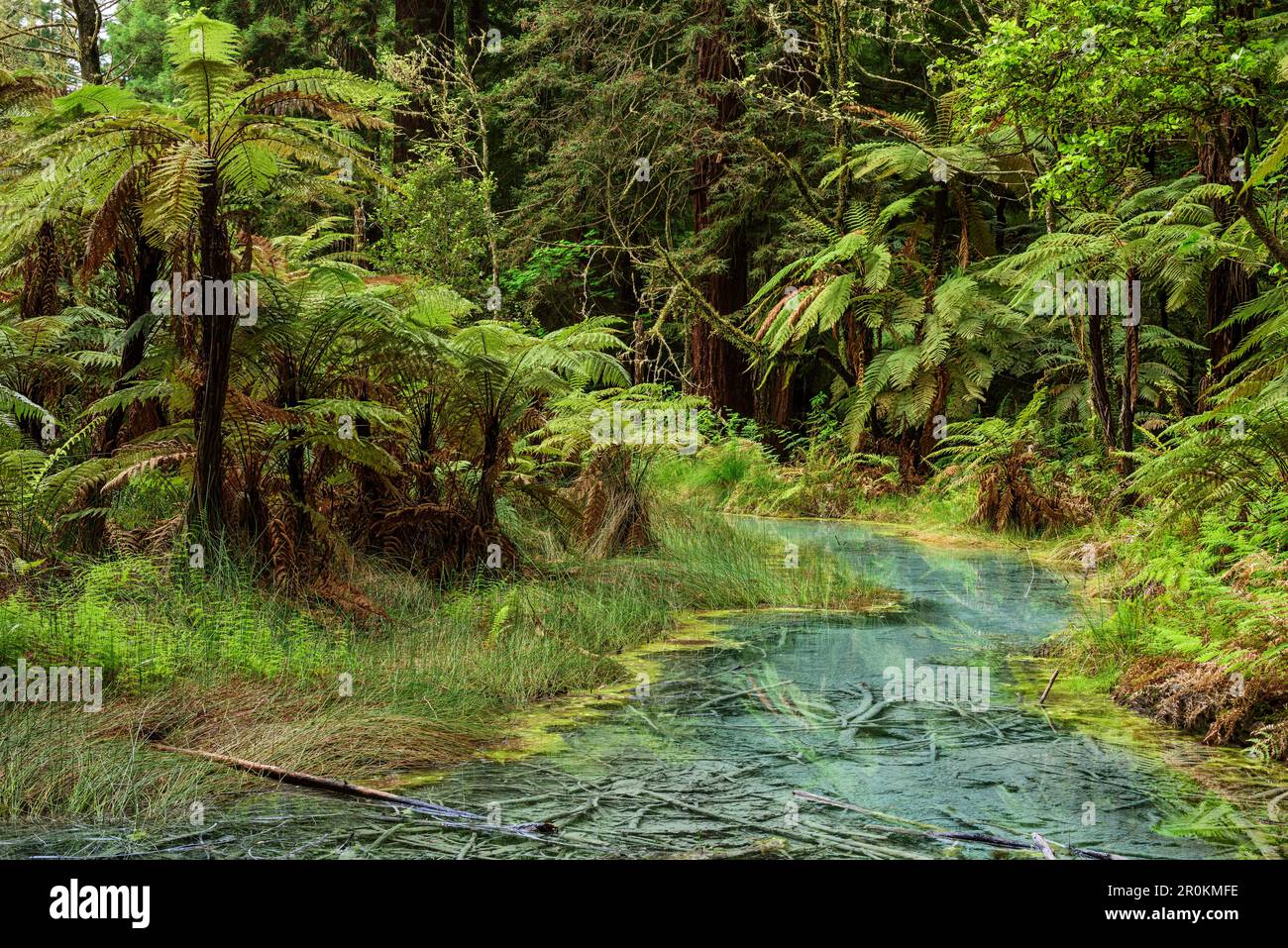 Stream flowing through forest with tree ferns, Redwood Forest ...