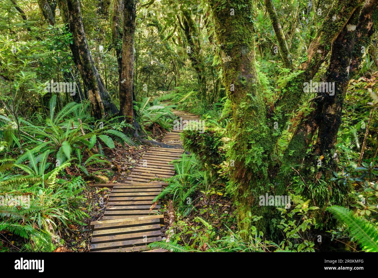 Track with wooden steps leading through forest with fern, Mangorai ...