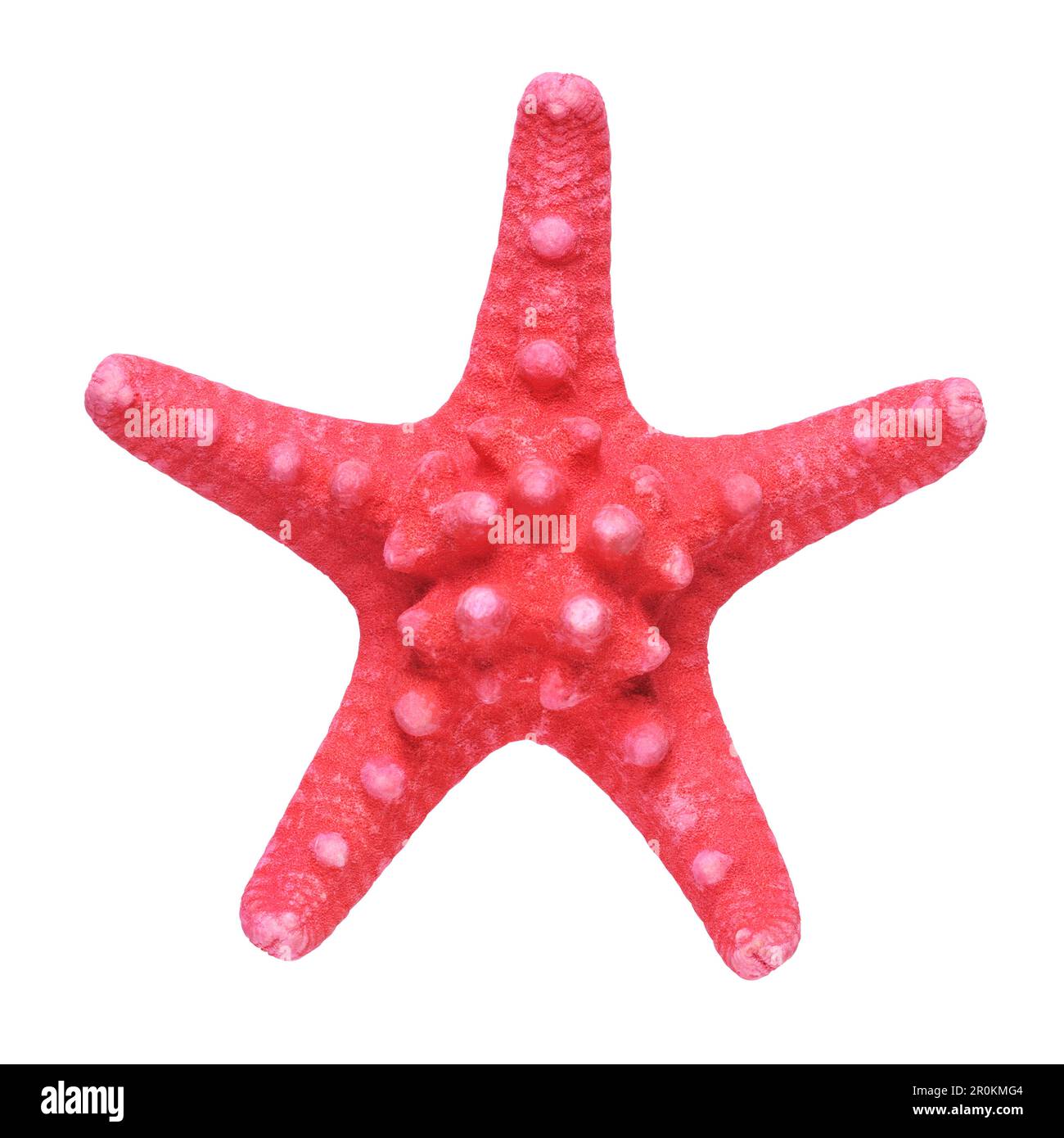 Dried red sea star starfish isolated on white background Stock Photo ...
