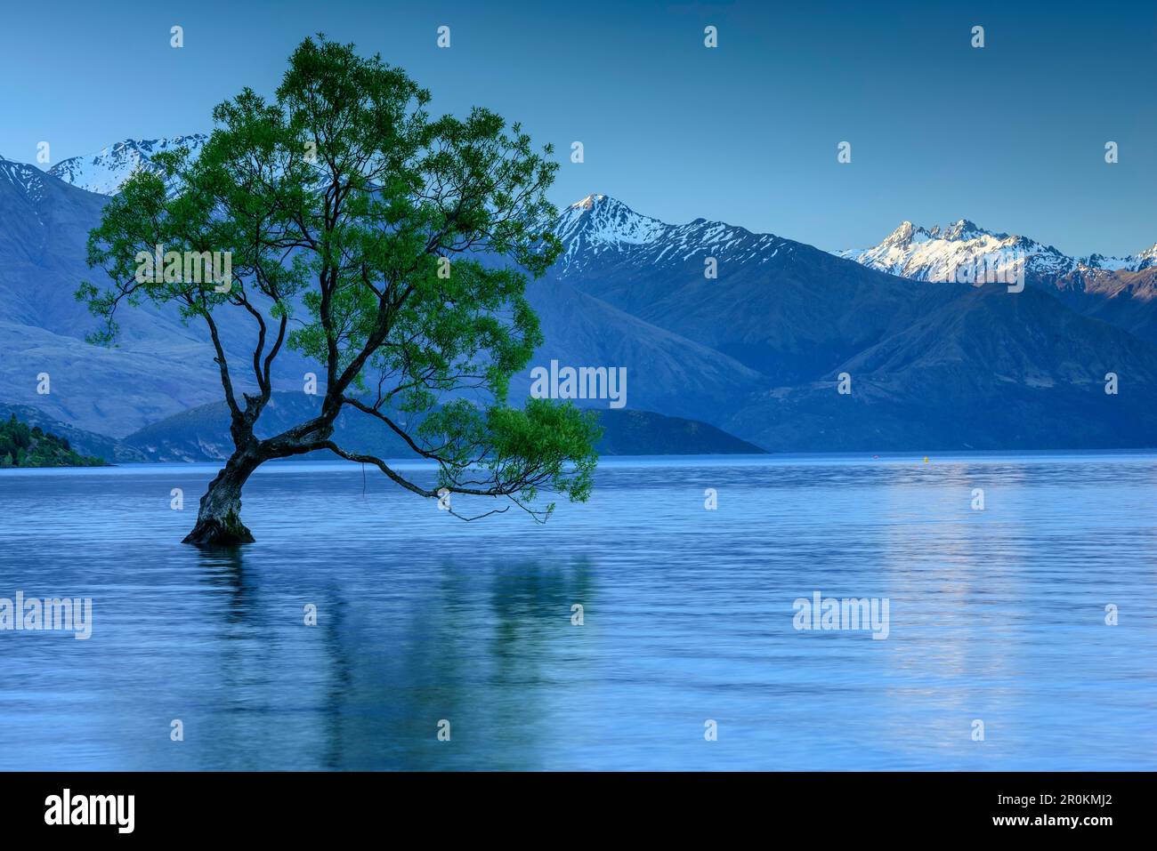 Willow tree standing in Lake Wanaka, Lake Wanaka, Mount Aspiring ...