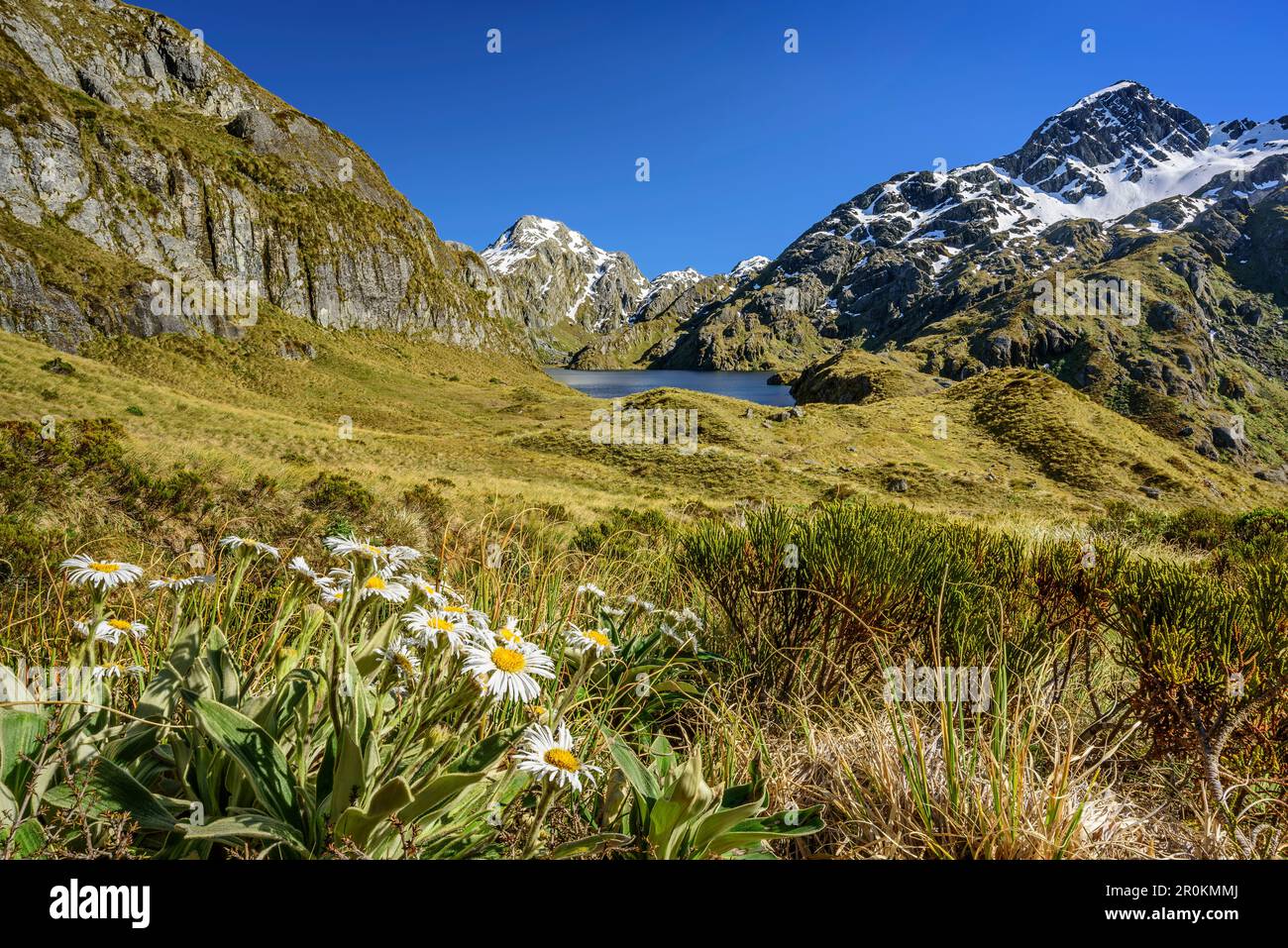 Mountain daisy with Lake Harris in background, Routeburn Track, Great ...
