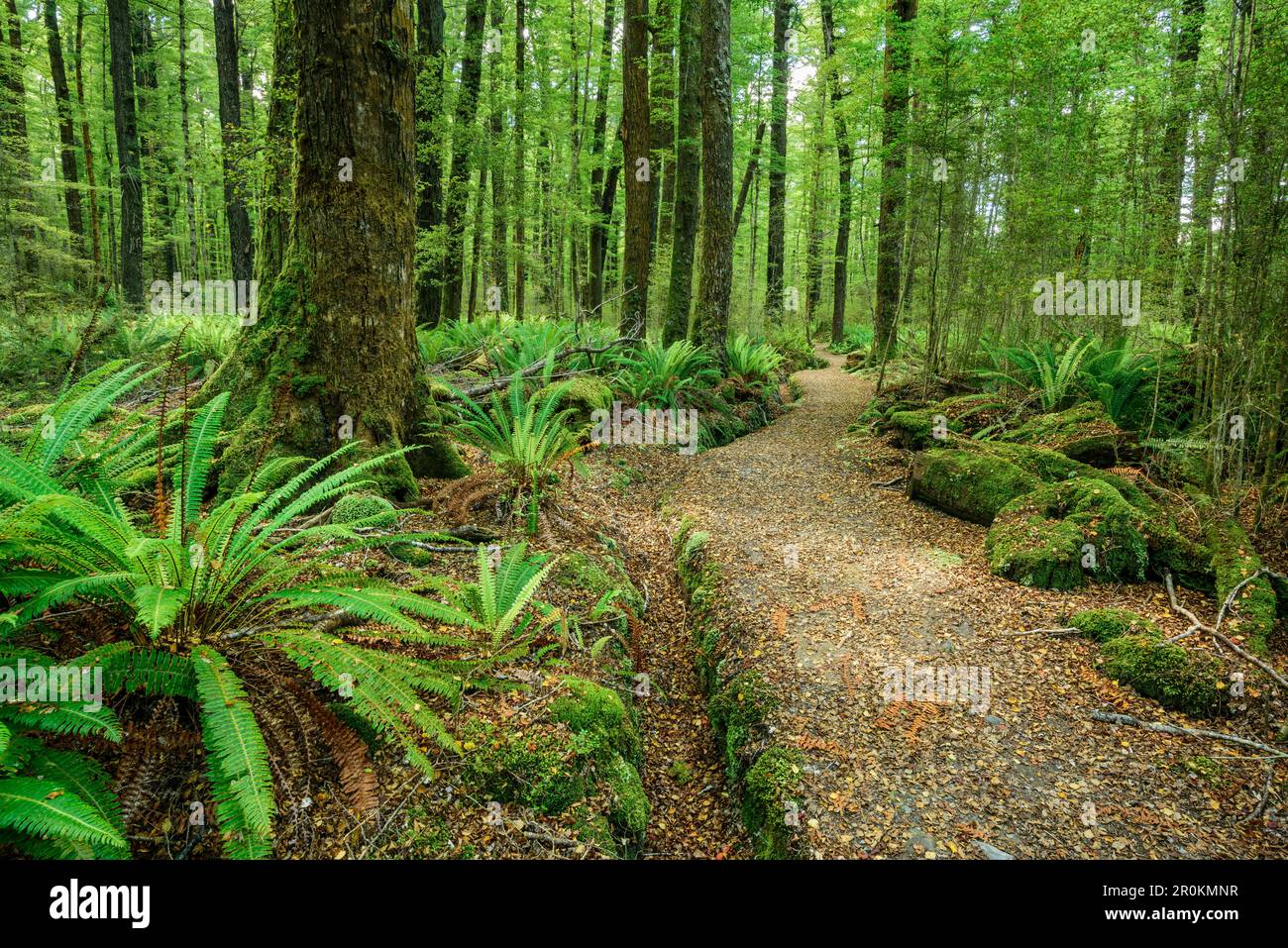 Track leading through beech forest with ferns, Kepler Track, Great ...