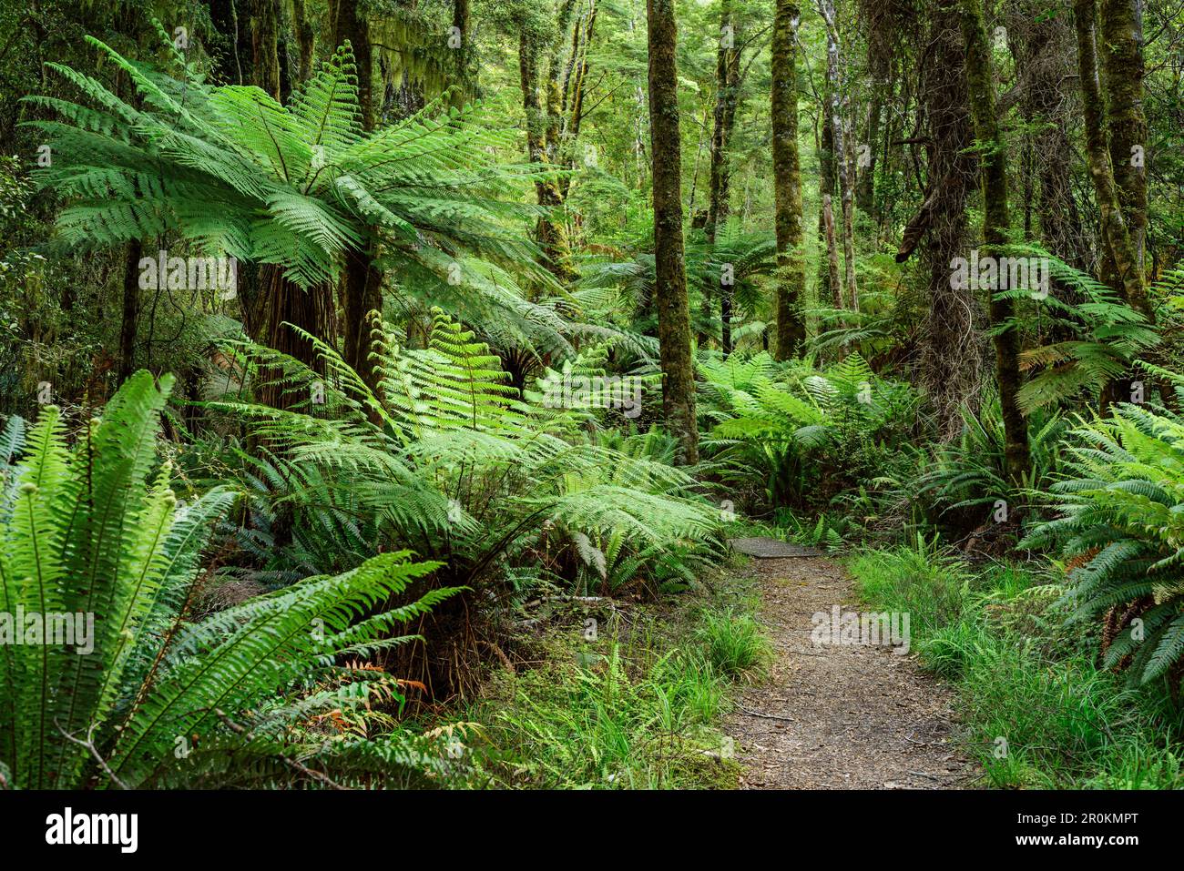 Track leading through forest with fern trees, Hump Ridge, Hump Ridge ...