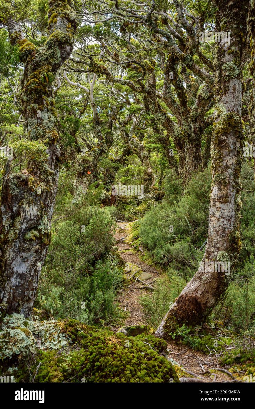 Track leading through beech forest, Hump Ridge, Hump Ridge Track ...