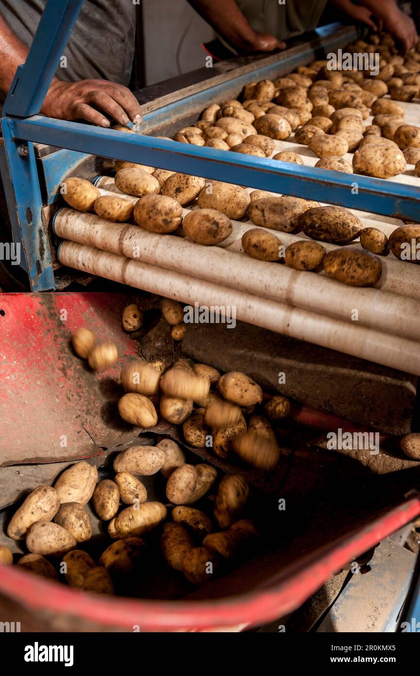 potato harvest, sorting machine, crop, harvest, yield, harvesting ...