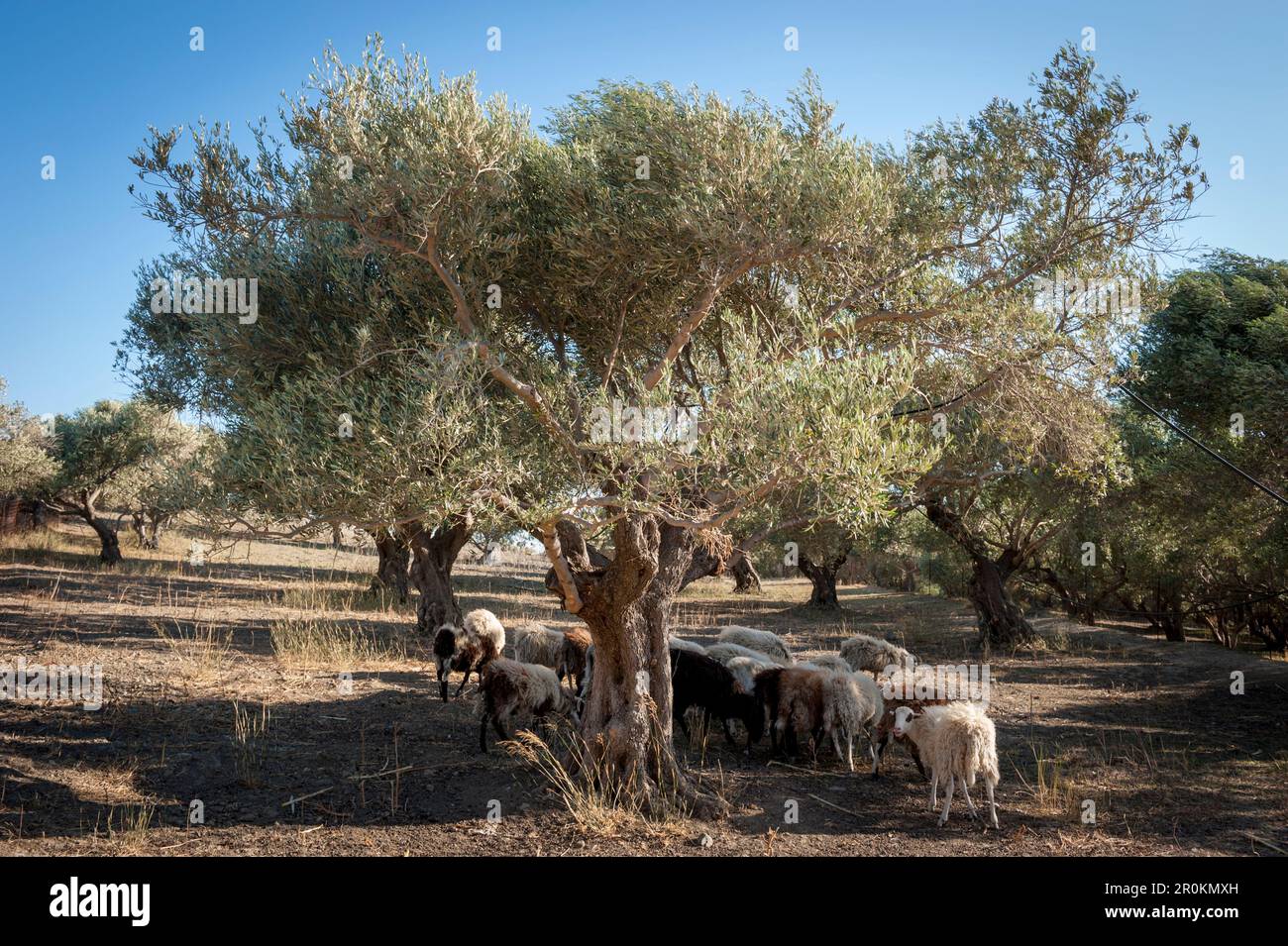 Flock of sheep grazing, Crete, Greece, Europe Stock Photo - Alamy