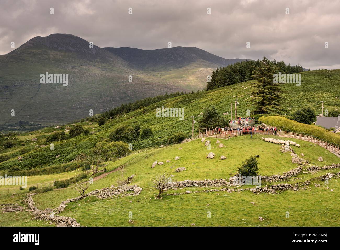 sheep show close to Killarney national park, County Kerry, Ireland ...