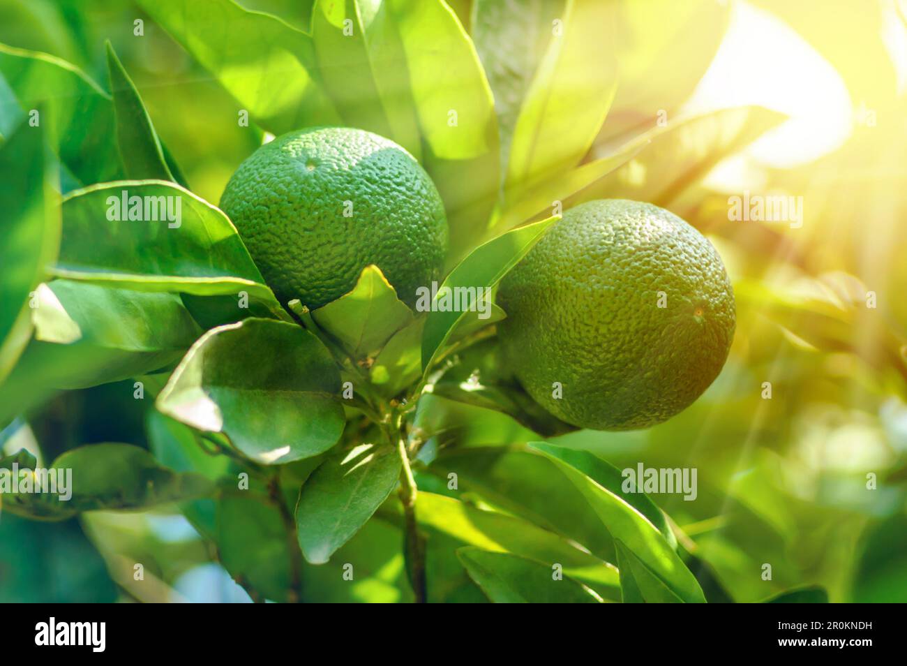 Unripe green mandarins fruits on the tree, close up. Citrus tree branch ...
