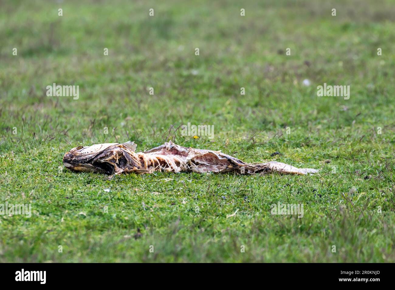 Putrid fish hi-res stock photography and images - Alamy