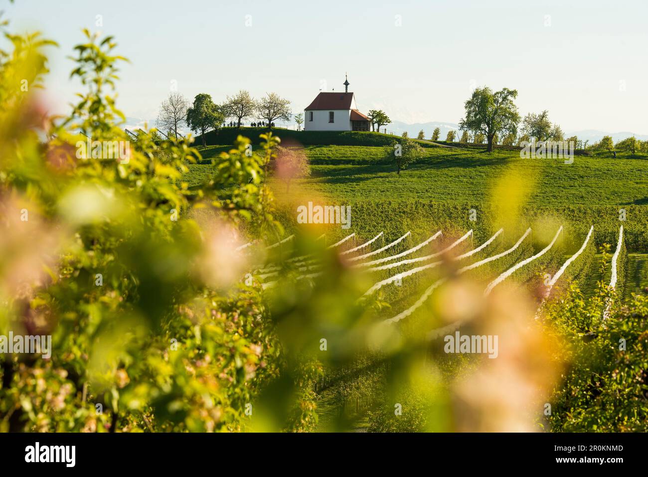 Apple plantation, orchard, Antonius chapel in Selmnau near Wasserburg ...