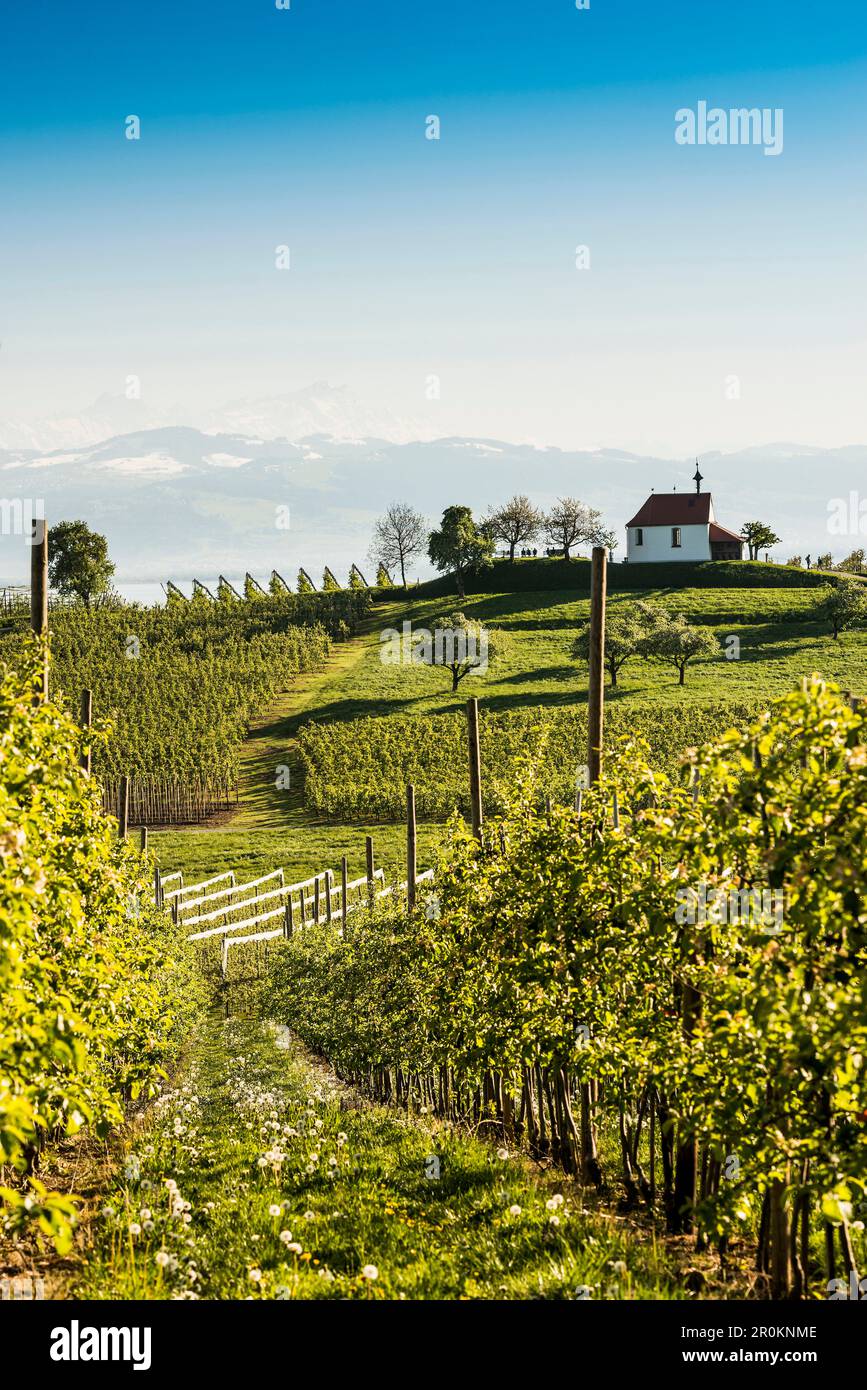 Apple plantation, orchard, Antonius chapel in Selmnau near Wasserburg ...