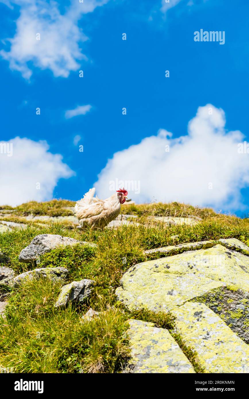 A chicken walks on a mountain pasture in the Zillertal Alps, Ginzling ...