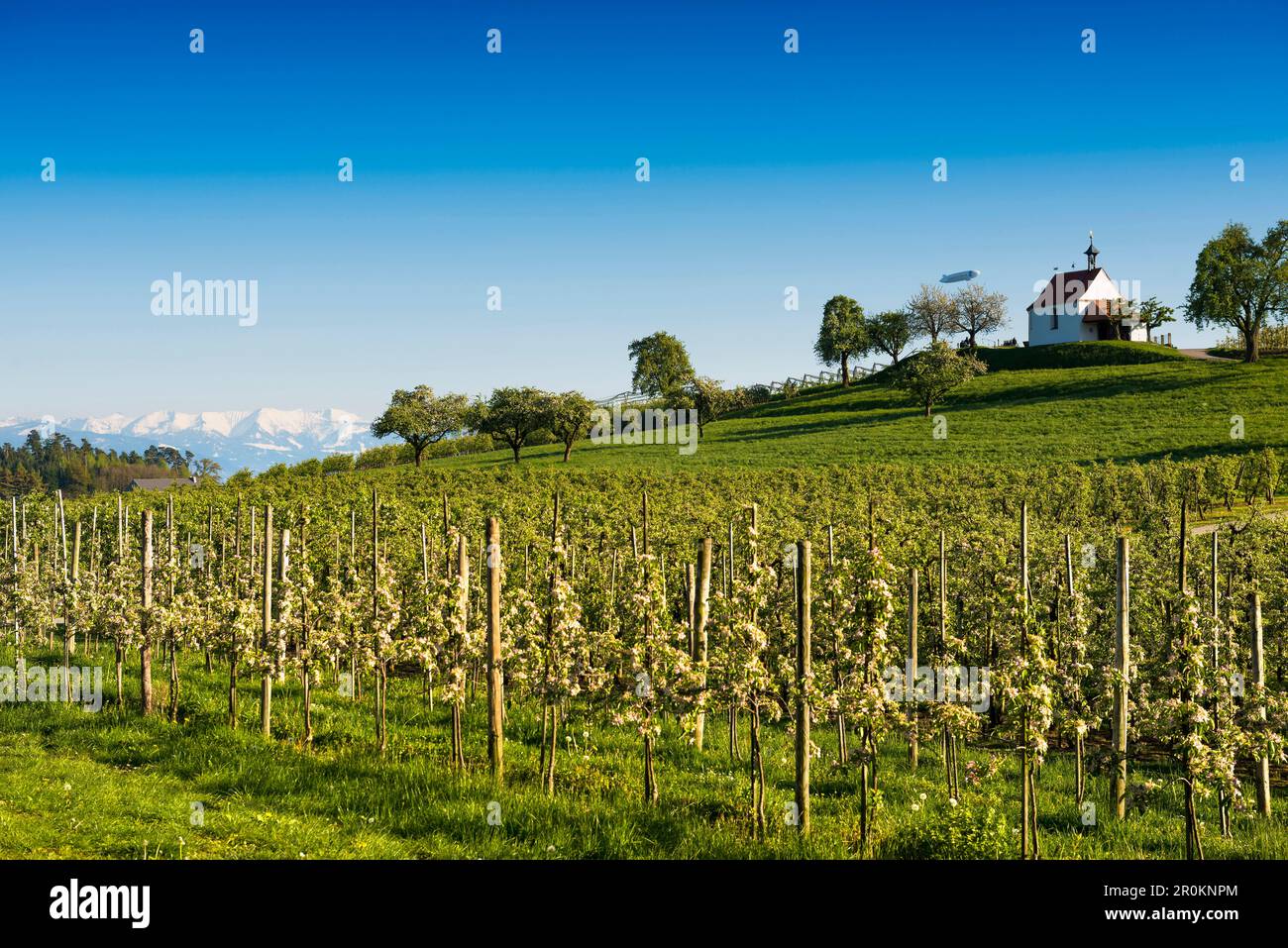 Apple plantation, orchard, Antonius chapel in Selmnau near Wasserburg ...