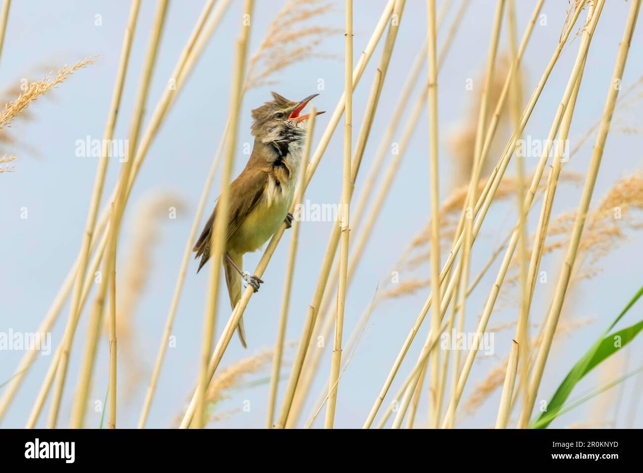 Great Reed Warbler singing and perching on reeds Stock Photo - Alamy