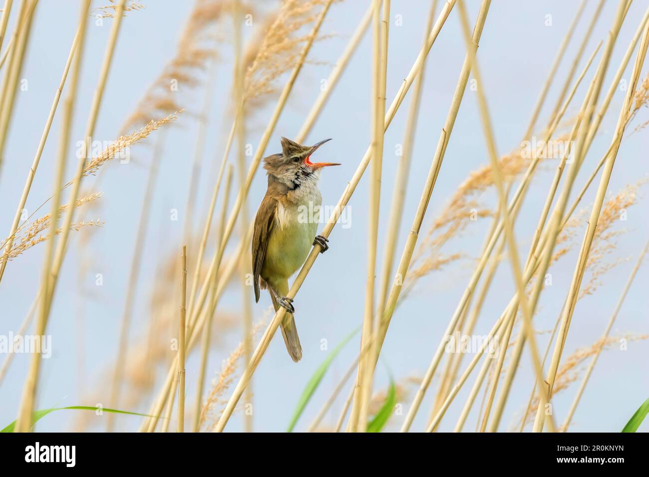 Great Reed Warbler singing and perching on reeds Stock Photo - Alamy