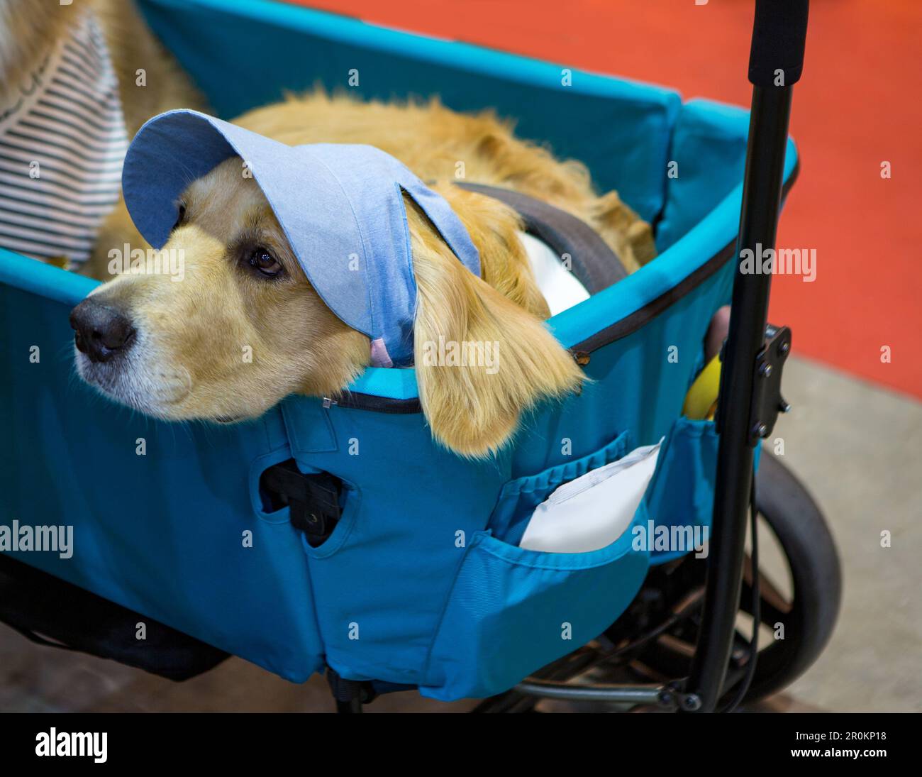 Trolley retriever hi-res stock photography and images - Alamy