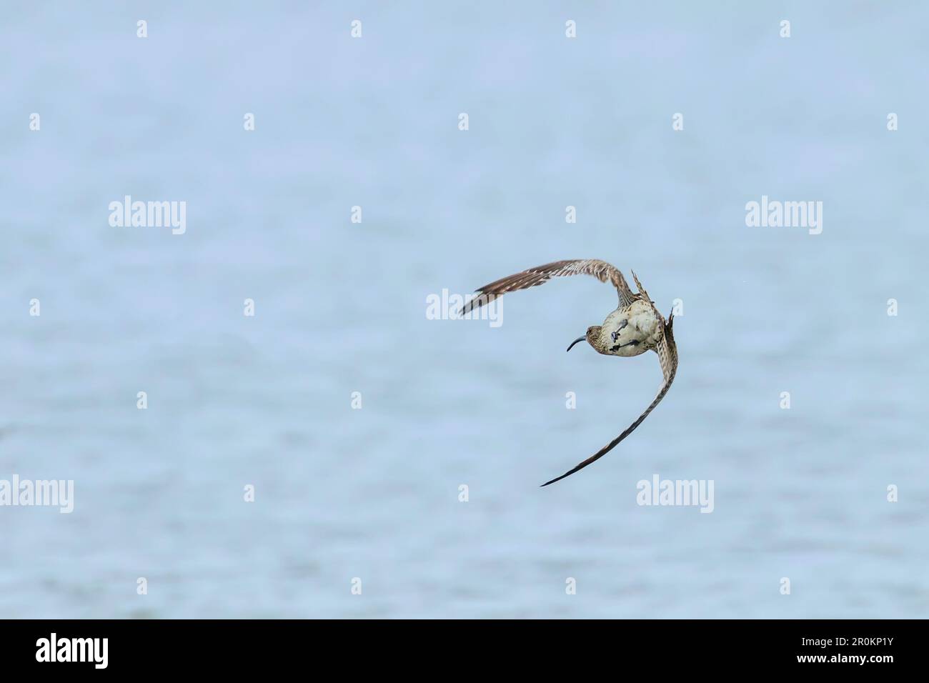 Eurasian Curlew flying over water surface Wildlife Scene Stock Photo ...