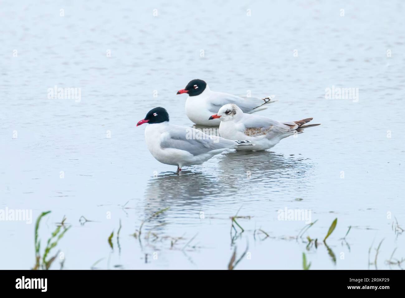 Group of Mediterranean gulls floating on the water (Larus ...
