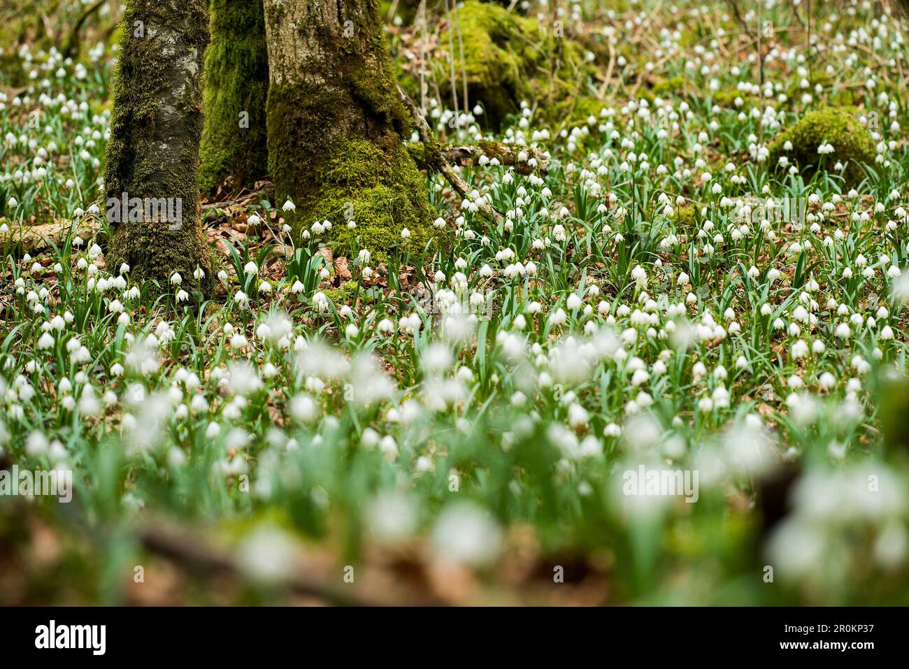 Spring Snowflake (Leucojum vernum), Upper Danube Valley, Fridingen ...