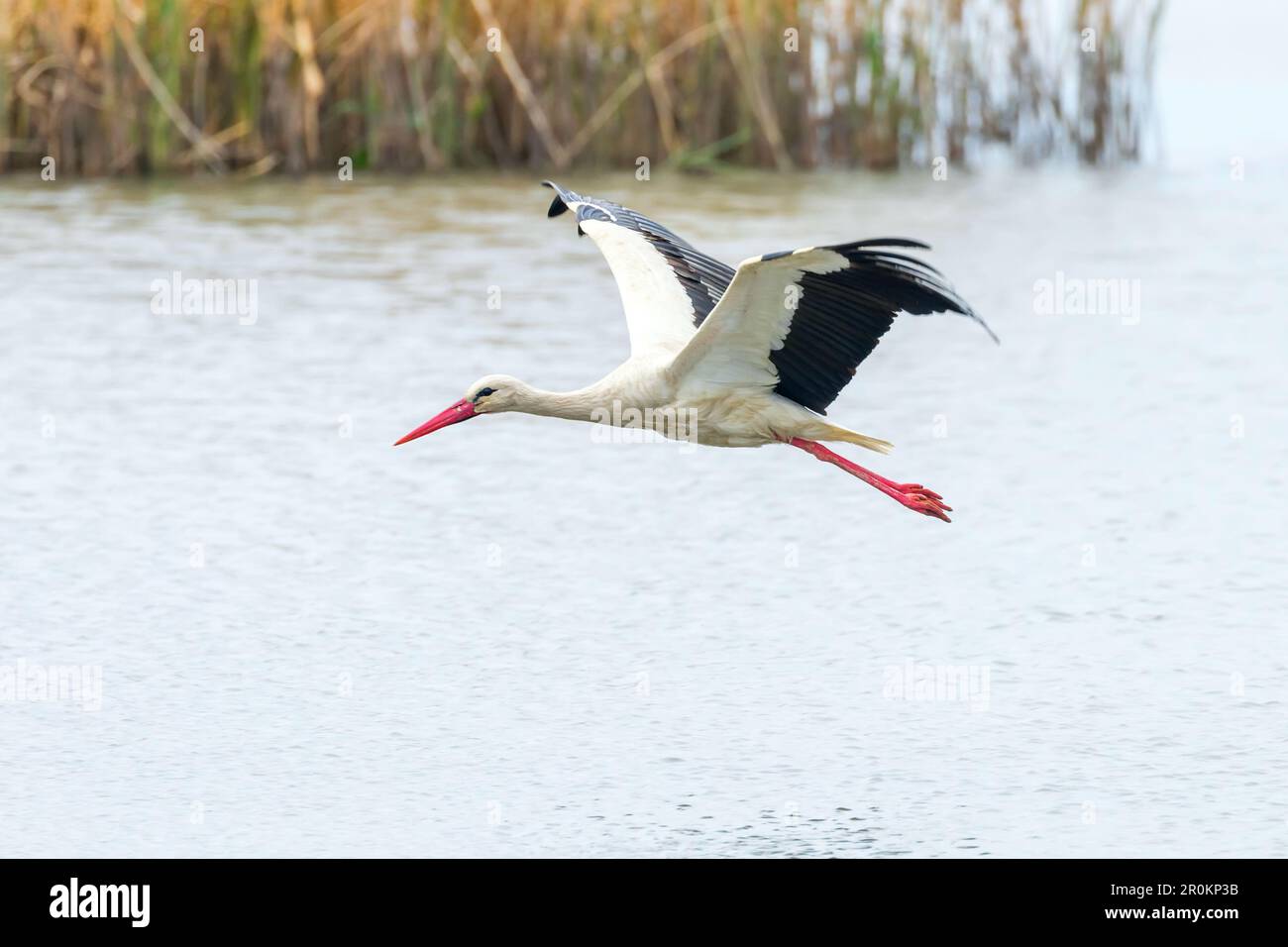 Stork flying over river hi-res stock photography and images - Alamy