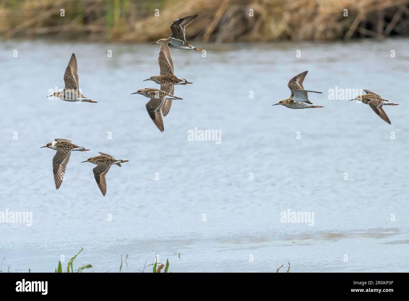 Flock of Ruff in flight over wetland Stock Photo - Alamy