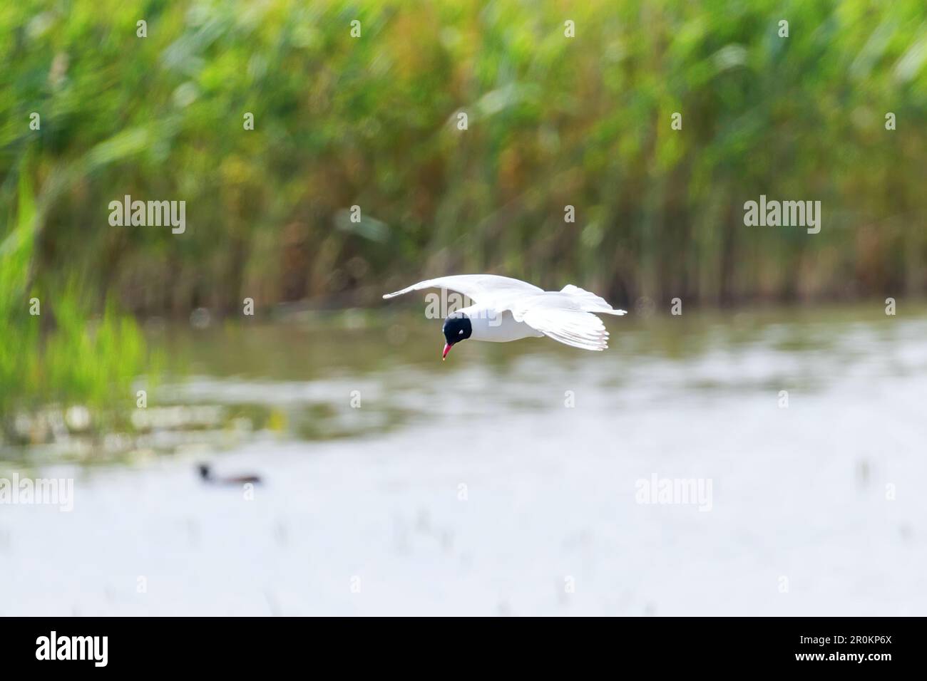 Mediterranean gull flying over the water (Hydroprogne caspia Stock ...