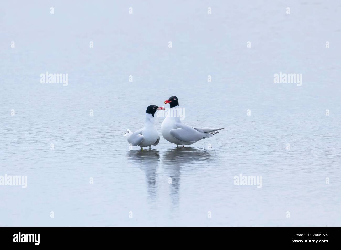 Pair of Mediterranean gulls floating on the water (Larus melanocephalus ...