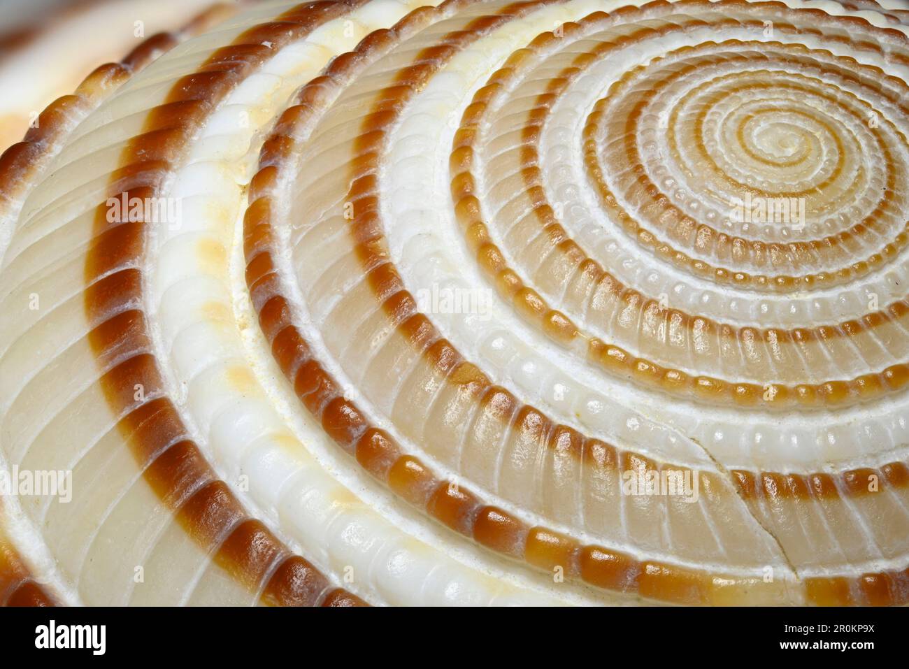 Clear Sundial shell (Architectonica perspectiva) c5cm. Region: Indo ...