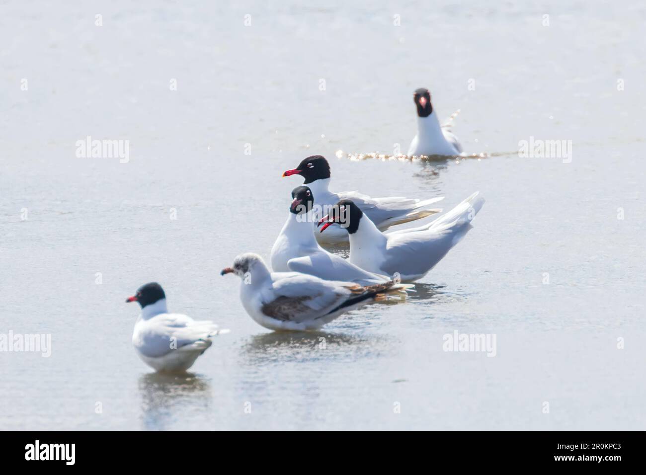 Group of Mediterranean gulls floating on the water (Larus ...