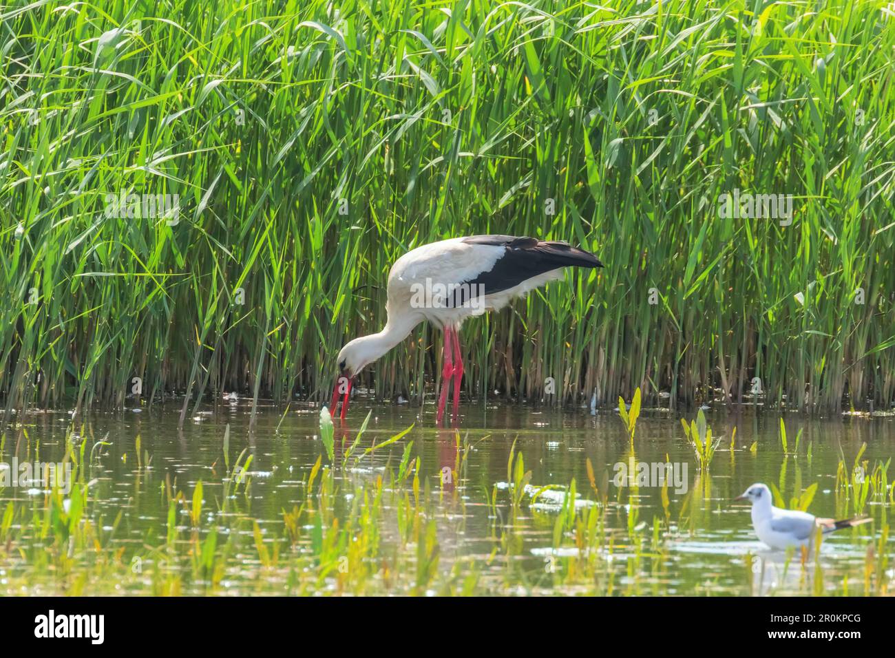 Stork Feeding by the Reeds: Wetland Wildlife Scene Stock Photo - Alamy