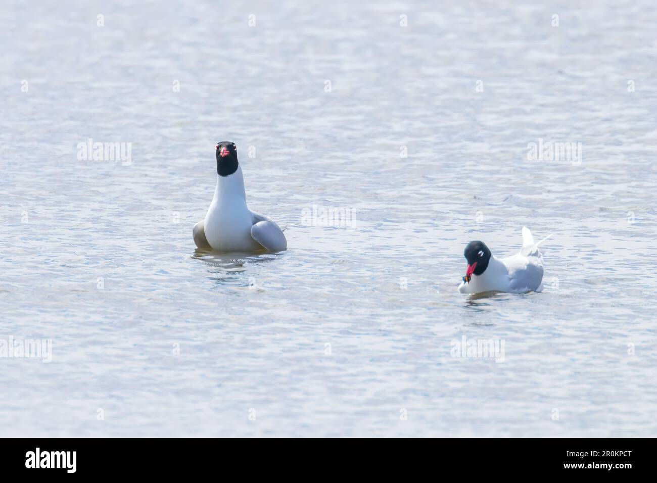 Pair of Mediterranean gulls floating on the water (Larus melanocephalus ...