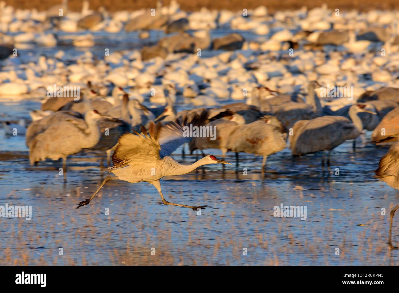 Crane taking off from lake, Bosque del Apache National Wildlife Refuge ...