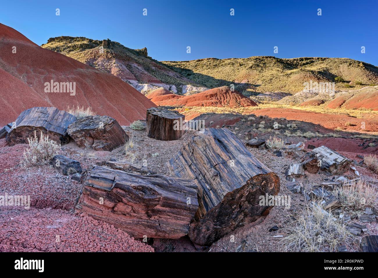 Tree trunk of petrified wood, Petrified Forest National Park, Arizona ...
