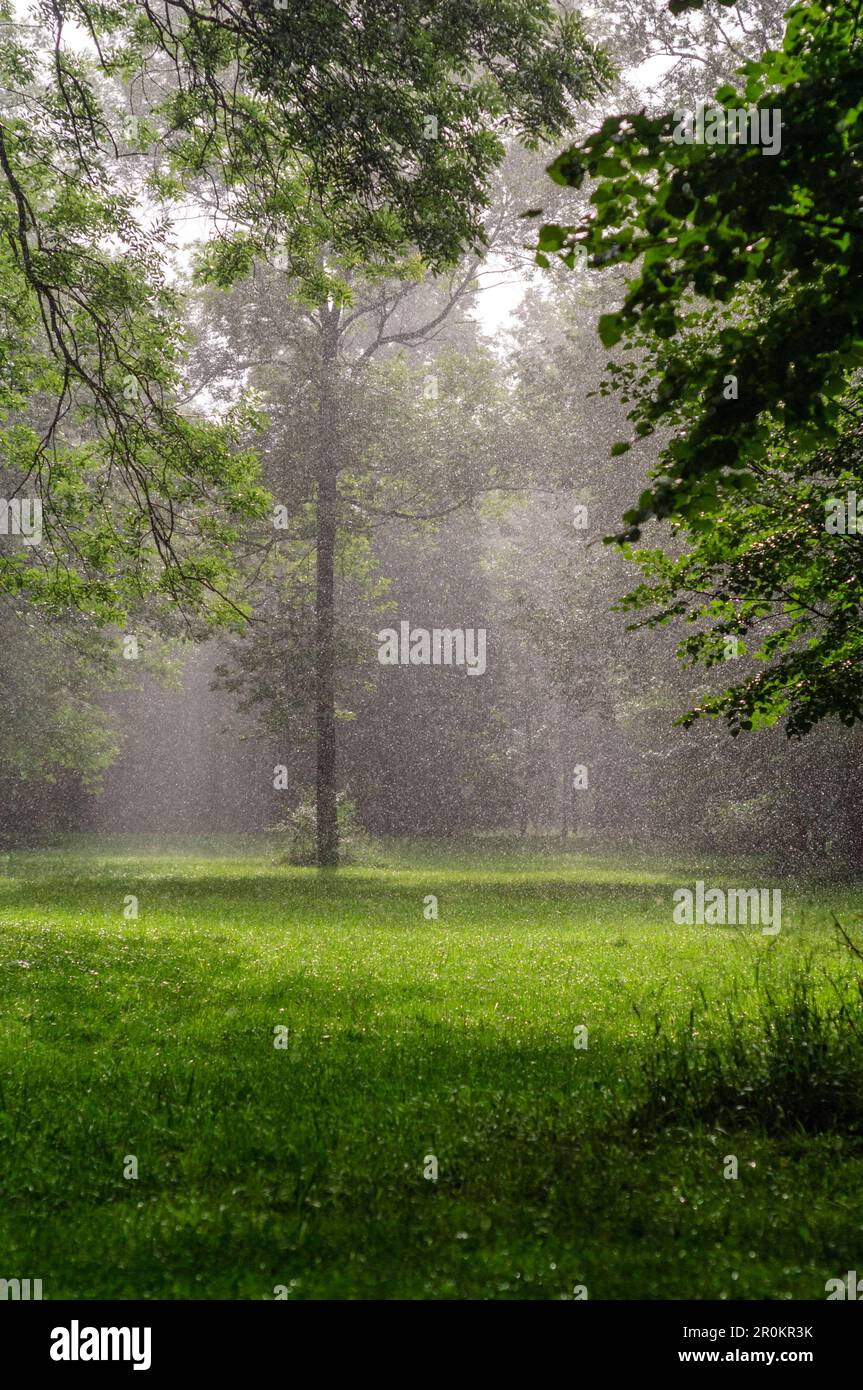 Summer rain in the Englischer Garten, Munich, Upper Bavaria, Germany ...