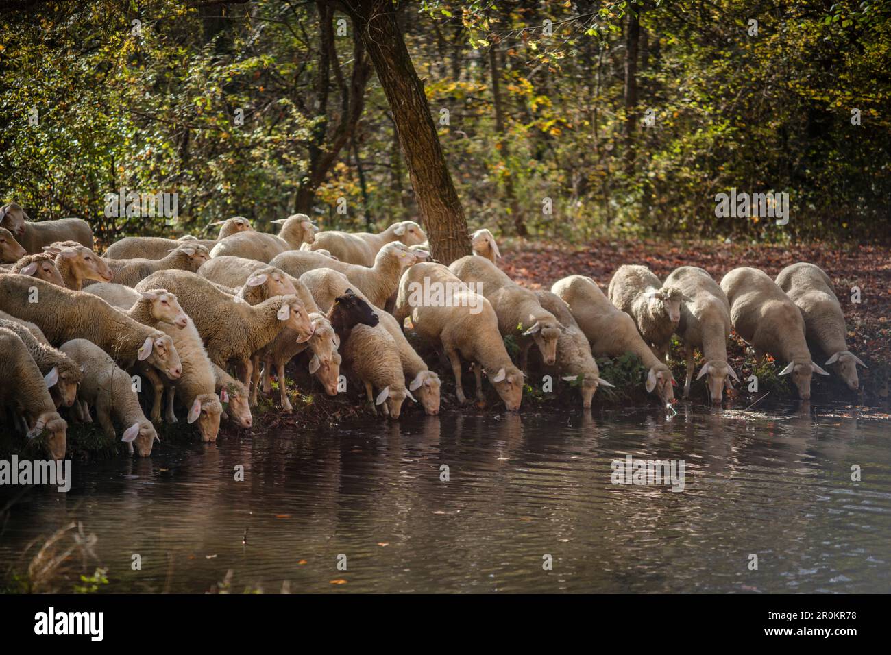 A flock of sheep drinking at a water hole in the northern part of the ...