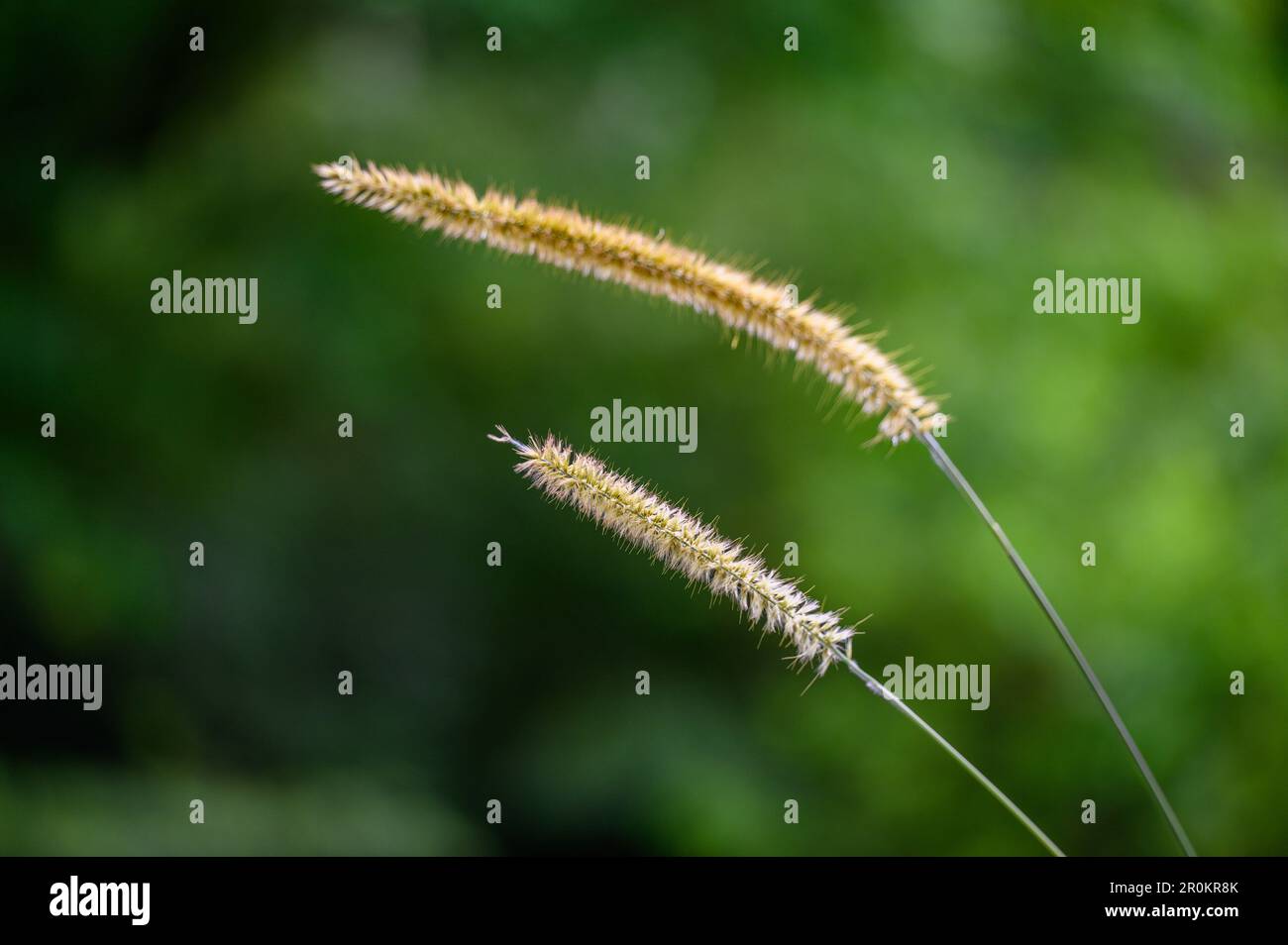 A close-up of a common weed, a green foxtail. Blooming foxtail. Setaria ...